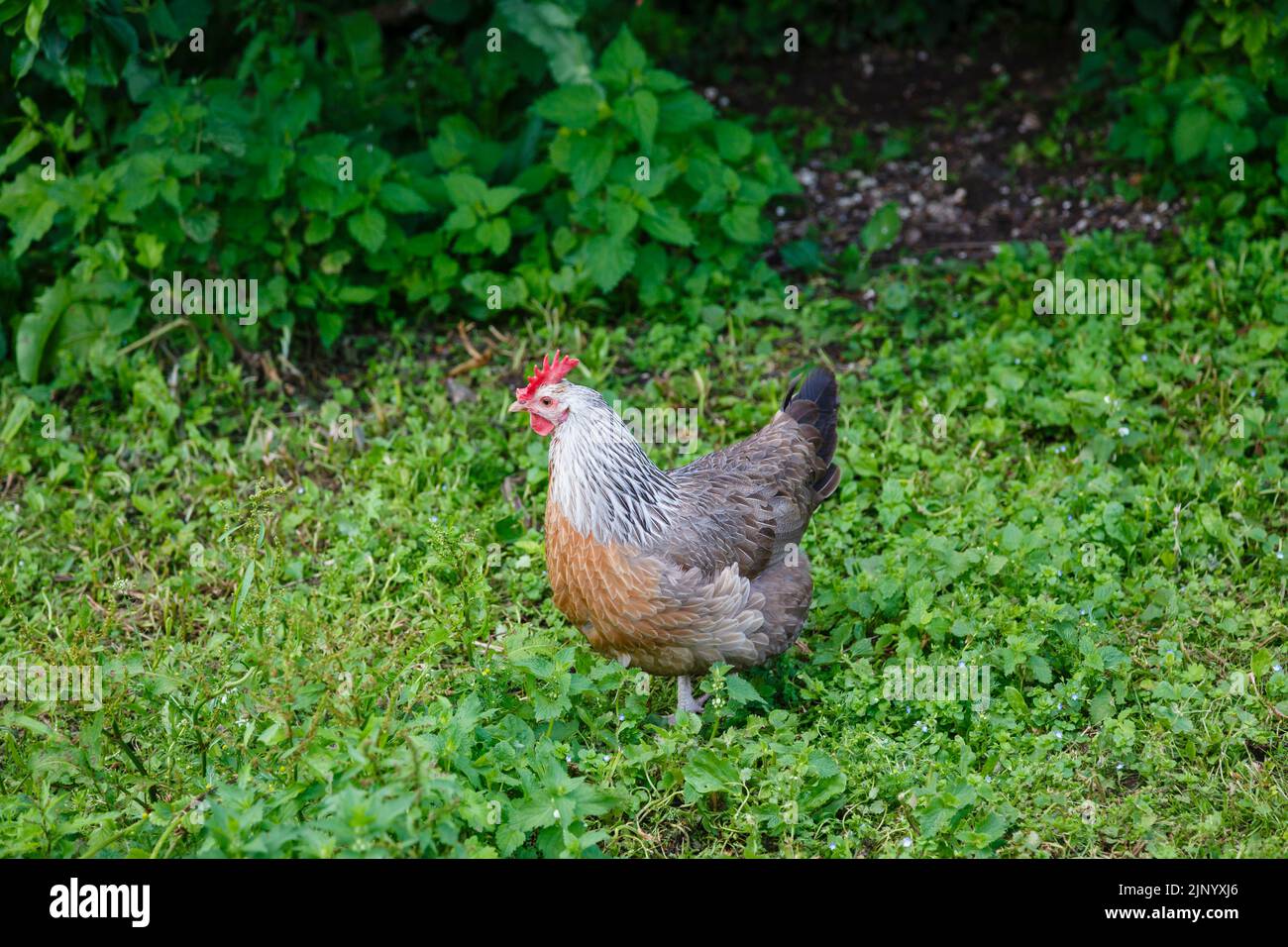A 5-toed Silver Grey Dorking chicken cockerel, an endangered maintained ...