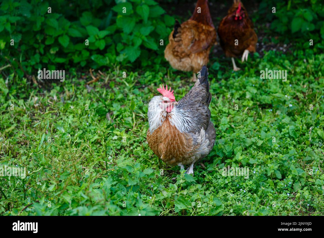 A 5-toed Silver Grey Dorking chicken cockerel, an endangered maintained ...