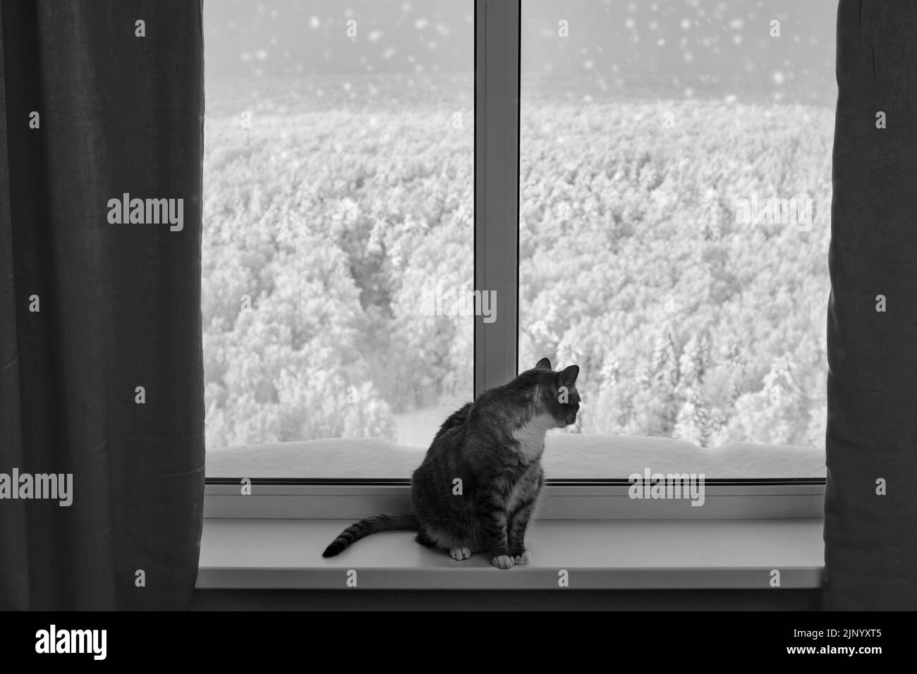 A cat looking in winter window with trees in the snow. Pet on the ...