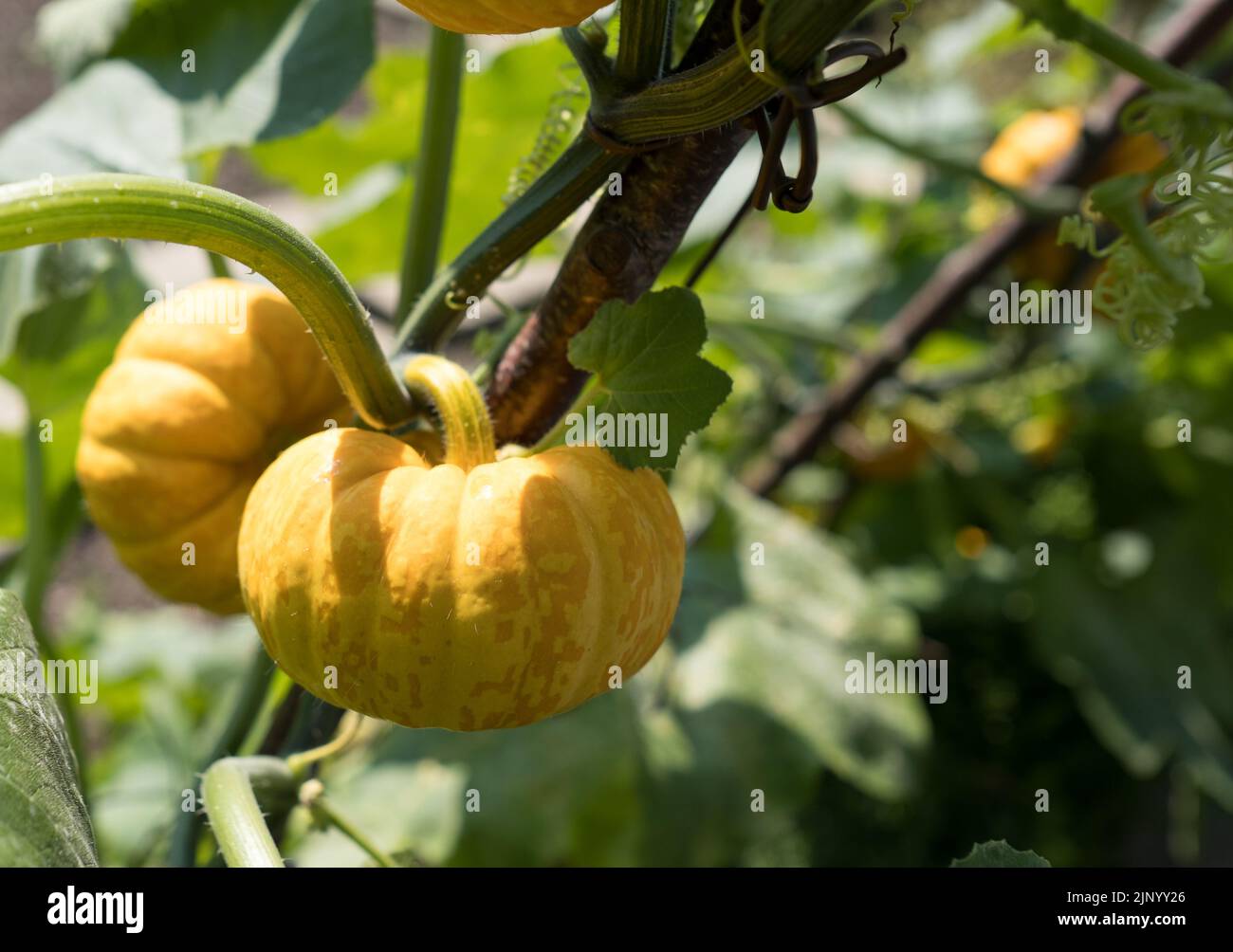 Hanging squash hi-res stock photography and images - Alamy