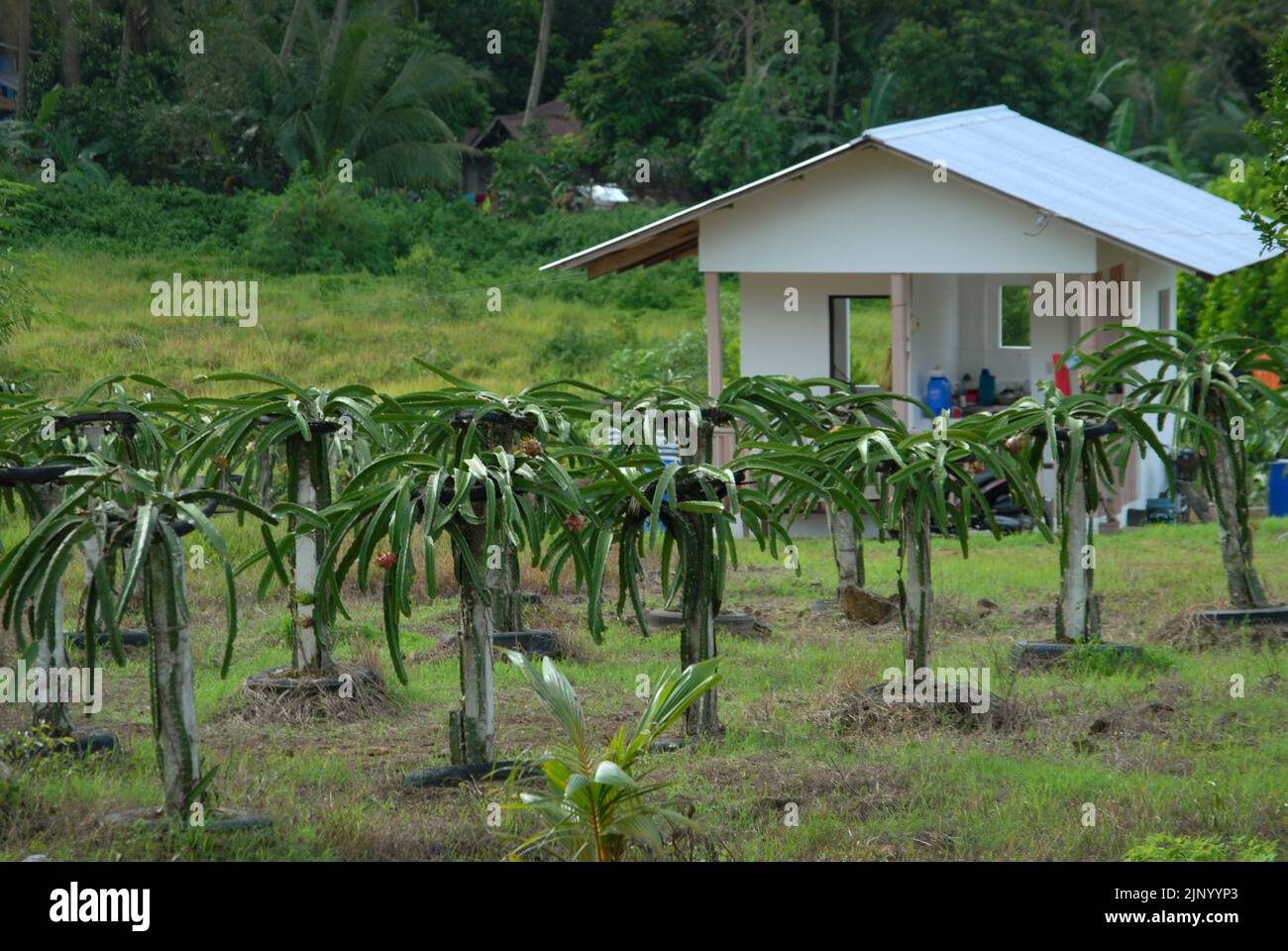 Rows of dragon fruit plants, Dragon Fruit Farm, Nueva Valencia ...