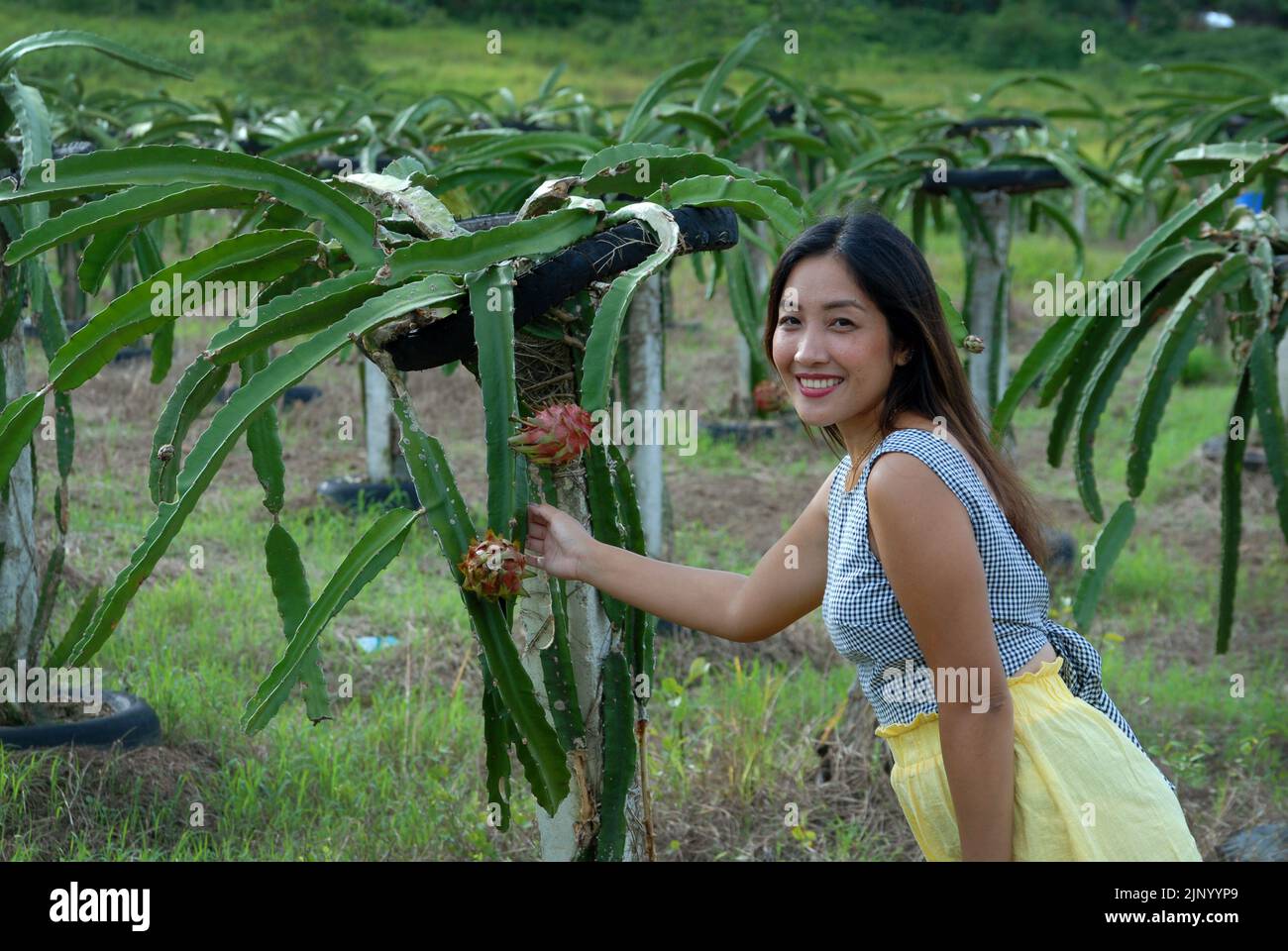 Young lady holding a dragon fruit plant, Dragon Fruit Farm, Nueva Valencia, Guimaras ...