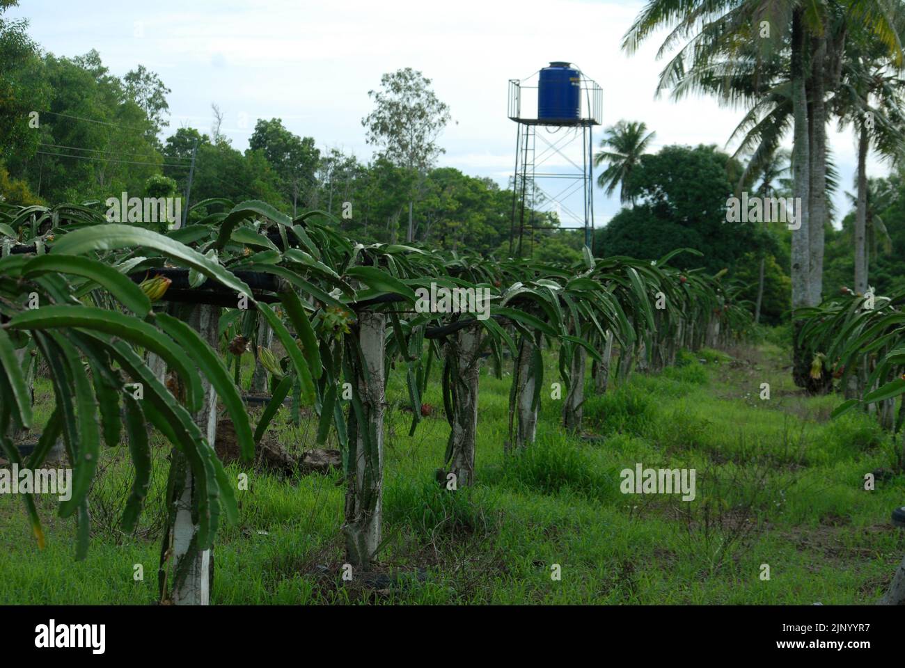 Rows of dragon fruit plants, Dragon Fruit Farm, Nueva Valencia ...
