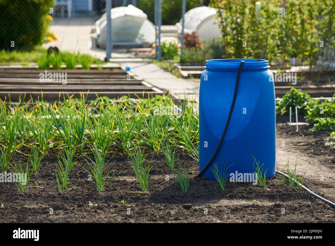 A barrel of water for watering the vegetable garden Stock Photo - Alamy