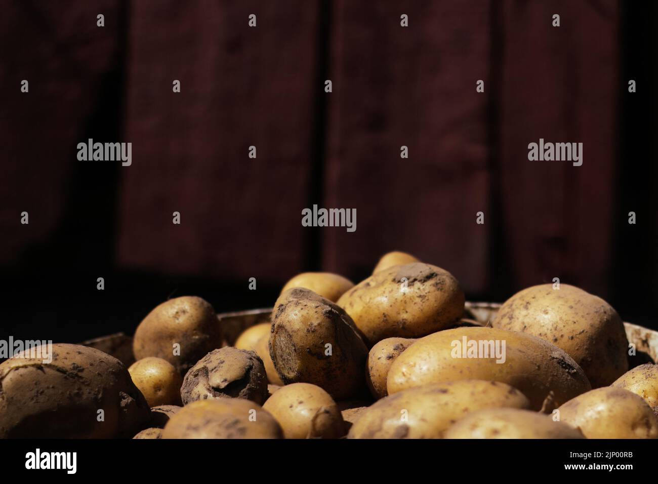 Defocus closeup yellow potato. A closeup side view of a pile of freshly ...
