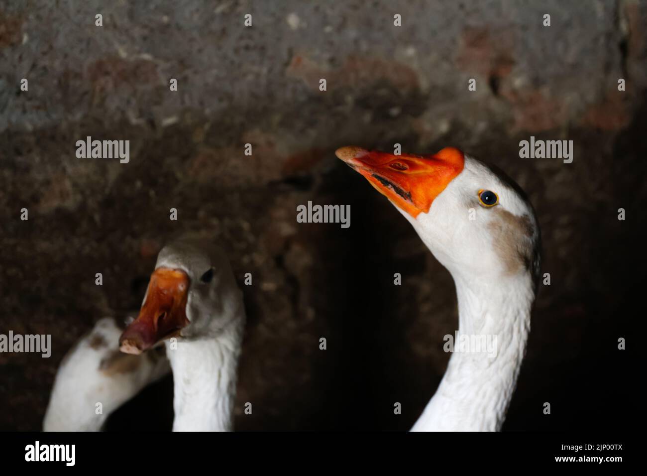 Defocus white goose in barn. Side view. White domestic goose on dark ...