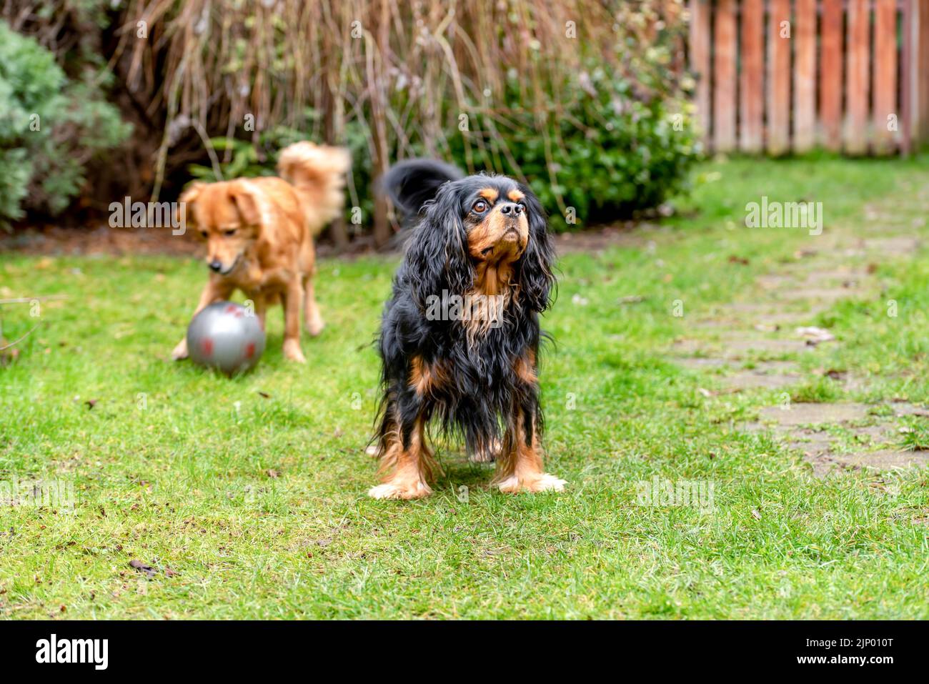 Black and tan cavalier king charles spaniel playing with mixed breed ...