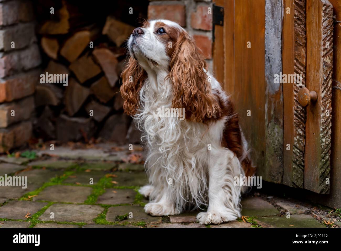 Portrait of cavalier king charles spaniel Stock Photo - Alamy