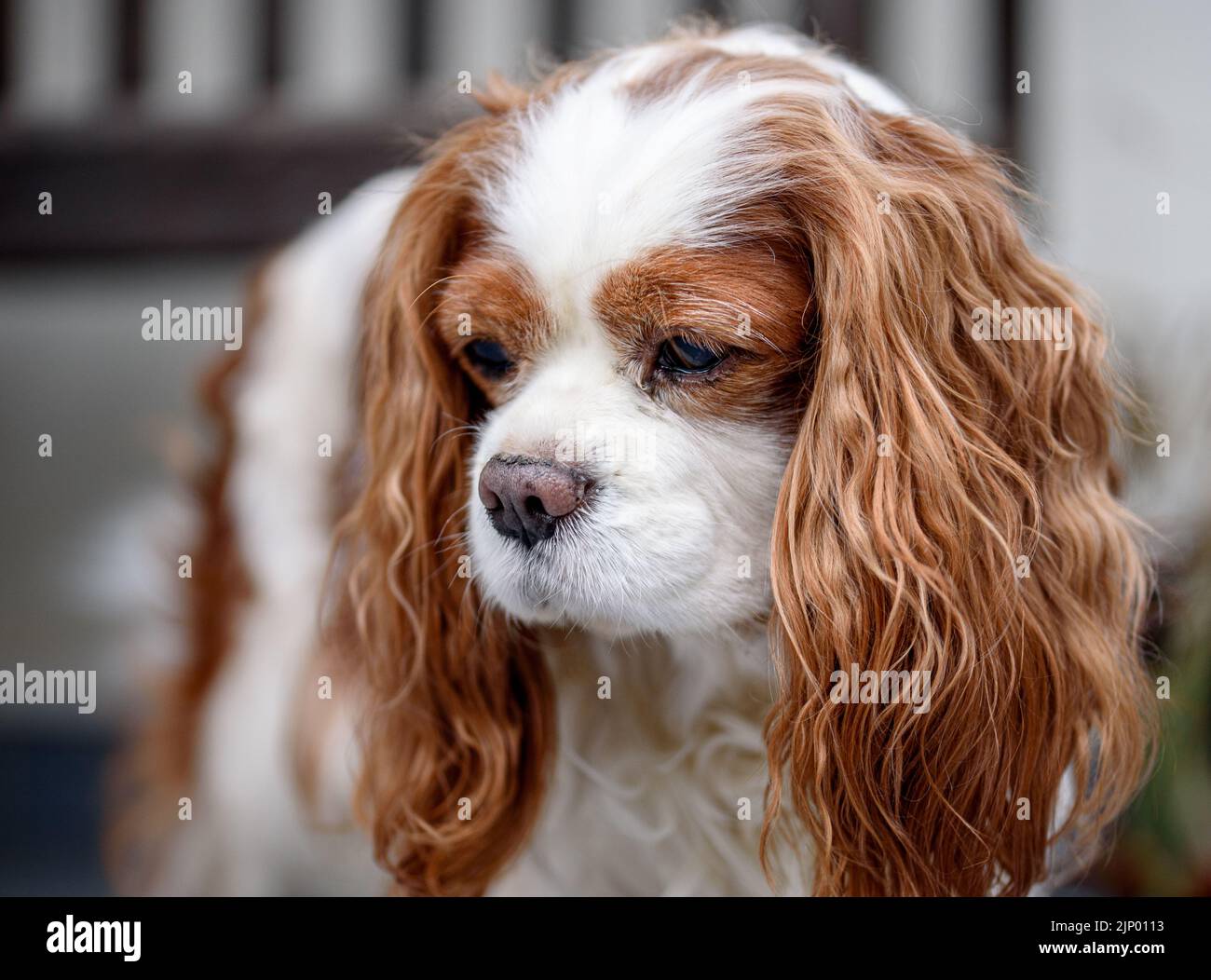 Portrait cavalier hi-res stock photography and images - Alamy