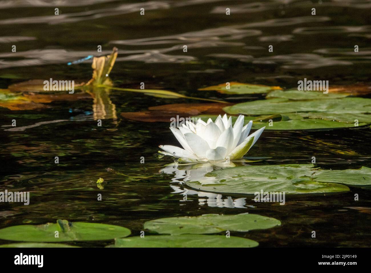 Lily lake area hi-res stock photography and images - Alamy
