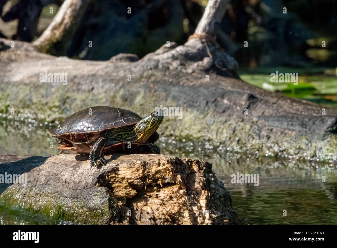 Painted turtle on log hi-res stock photography and images - Alamy