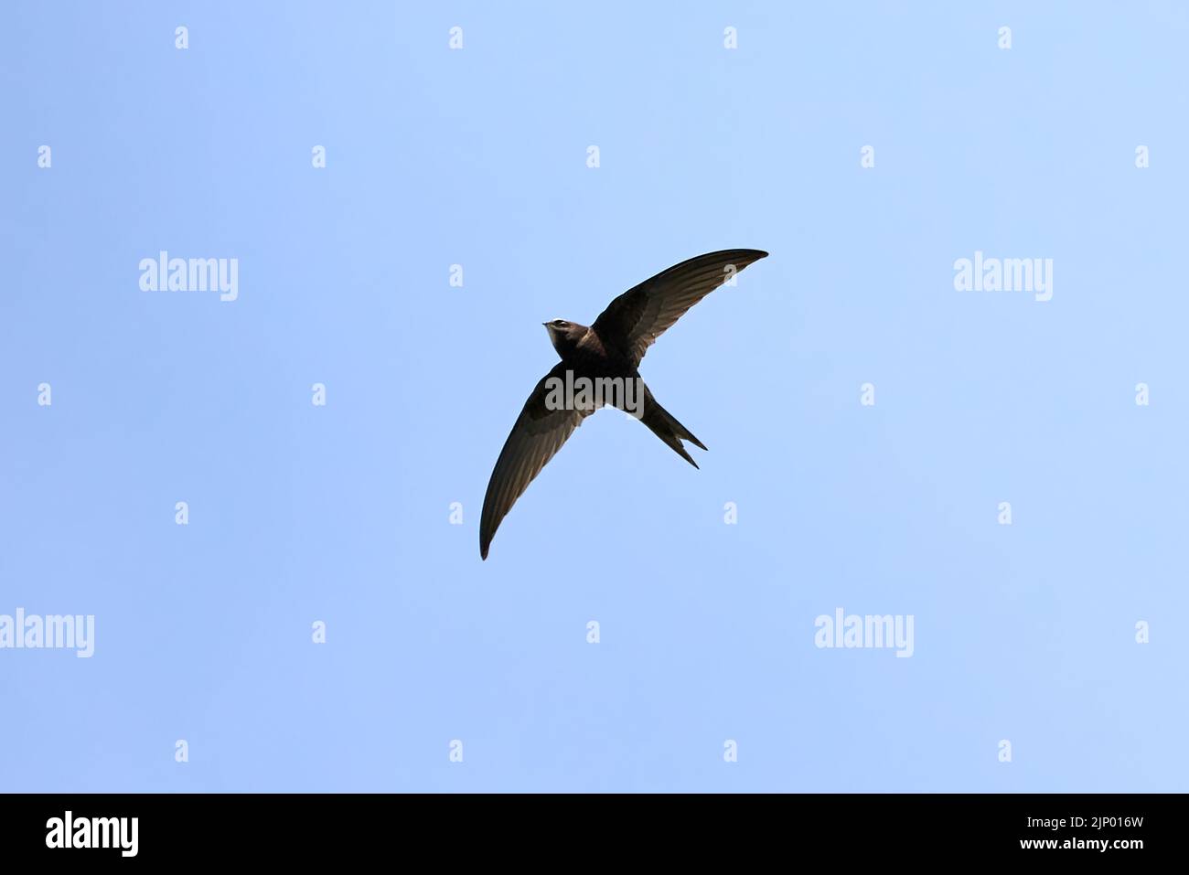 Common swift bird in flight (Apus apus Stock Photo - Alamy