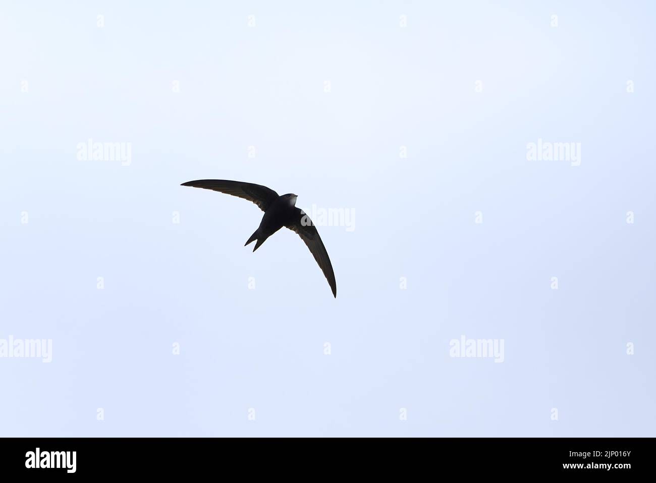 Common swift bird in flight (Apus apus Stock Photo - Alamy