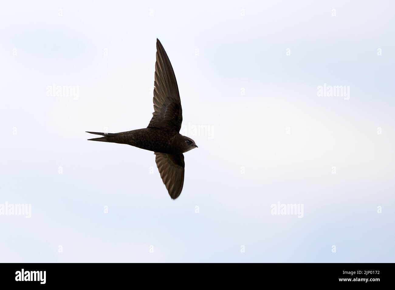 Common swift bird in flight (Apus apus Stock Photo - Alamy