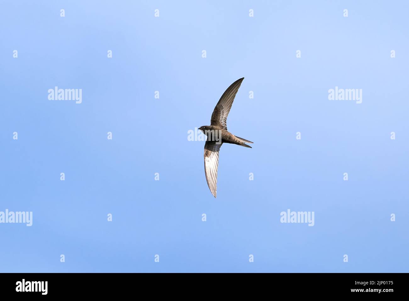 Common swift bird in flight (Apus apus Stock Photo - Alamy