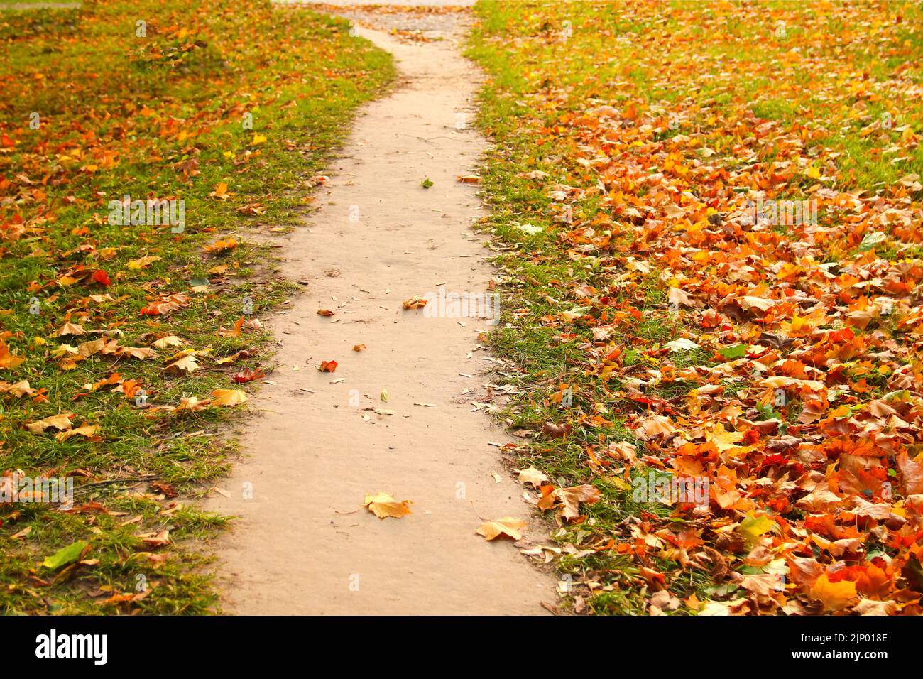 Defocus pathway through the autumn forest. Road up the hill with ...