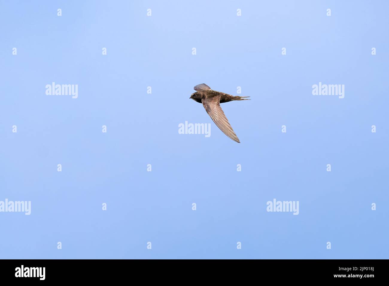 Common swift bird in flight (Apus apus Stock Photo - Alamy