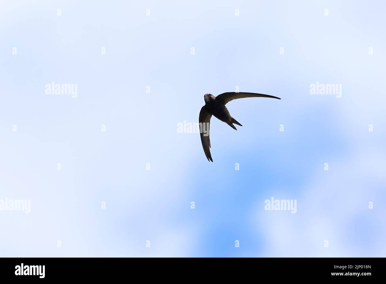 Common swift bird in flight (Apus apus Stock Photo - Alamy