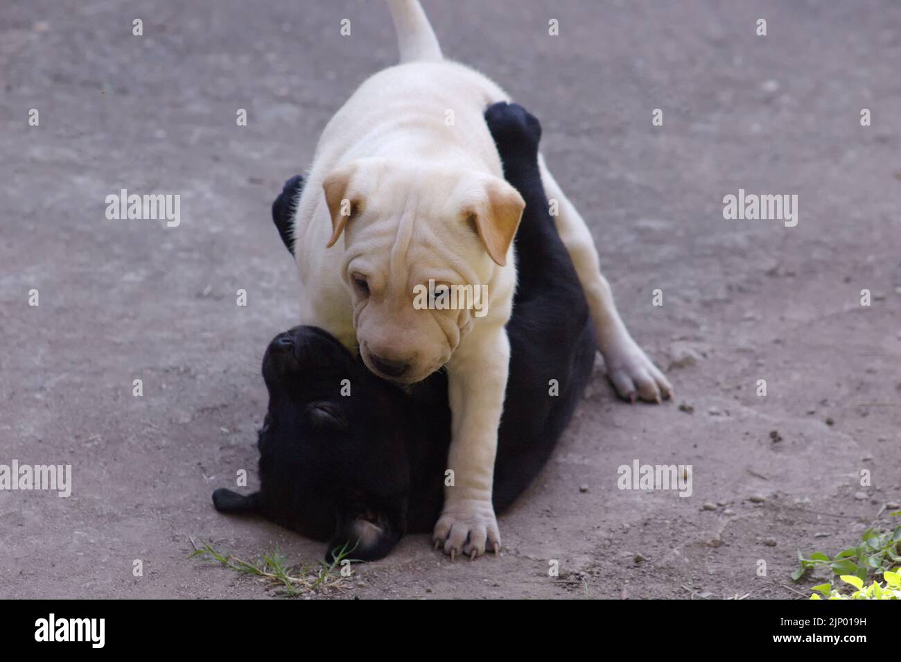 Playful interactions hi-res stock photography and images - Alamy