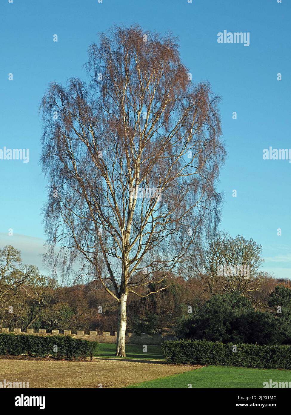 stately mature Silver Birch (Betula pendula) with weeping branches in ...
