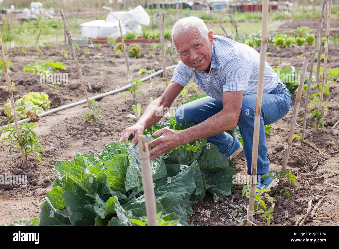 Senior man growing cabbage hi-res stock photography and images - Alamy