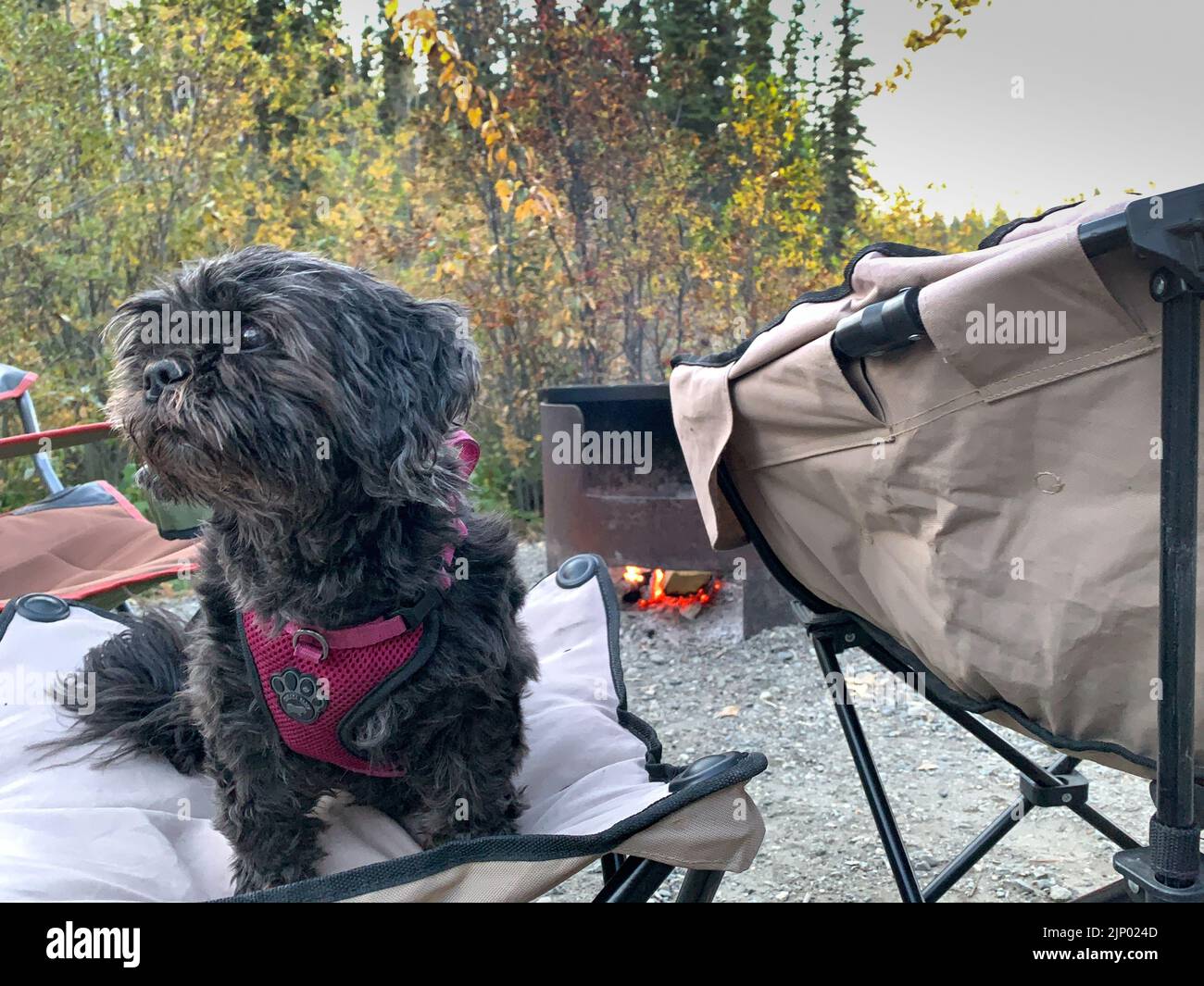 Camping dogs hi-res stock photography and images - Alamy