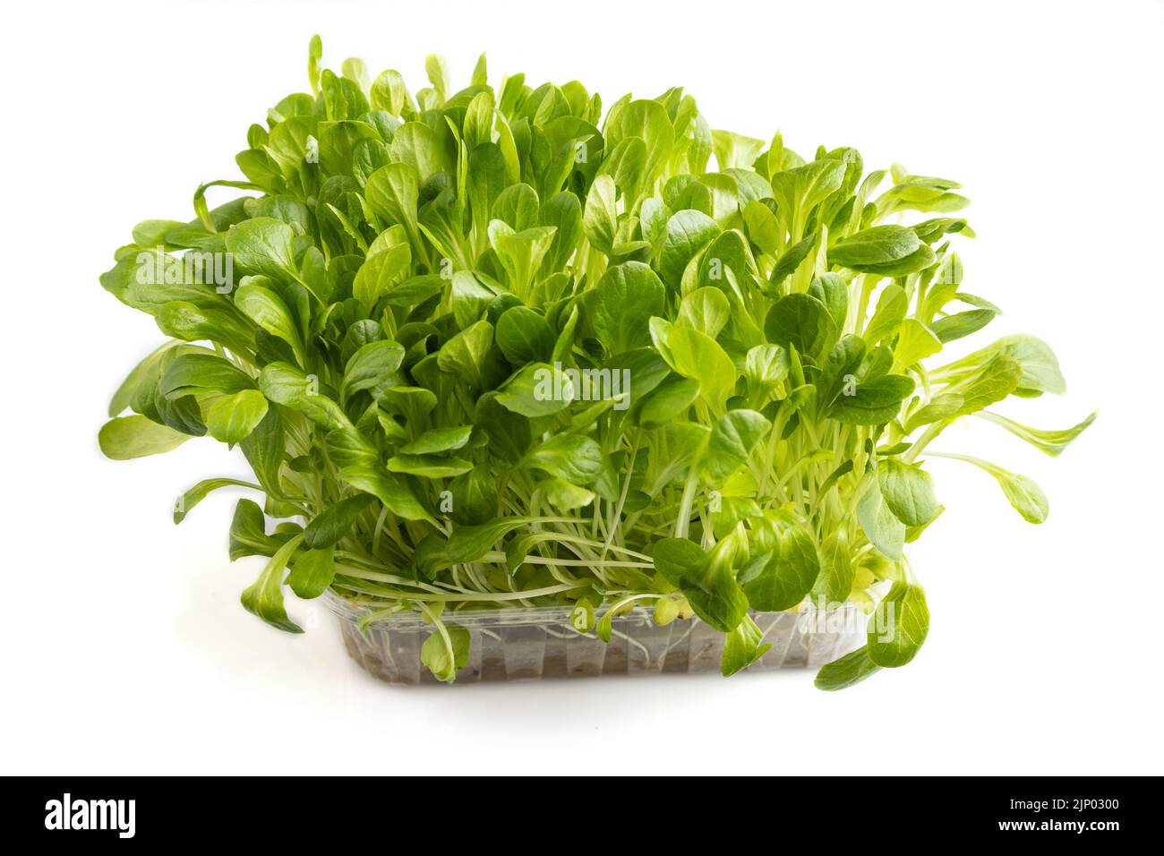 Plastic box with microgreen sprouts of green lettuce isolated on white ...
