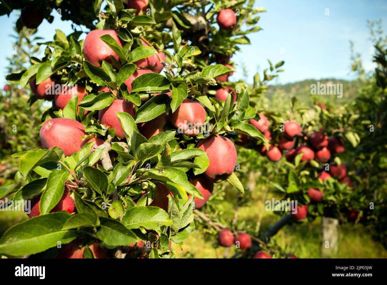 Okanagan apples ripe in orchard hi-res stock photography and images - Alamy