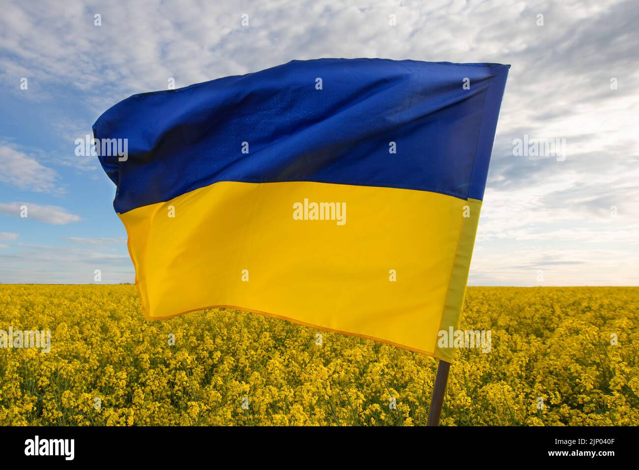Ukrainian flag on the background of a yellow field and a blue sky Stock ...