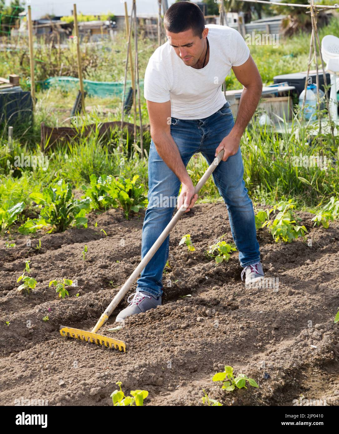 Man is leveling the beds ground with a rake Stock Photo - Alamy