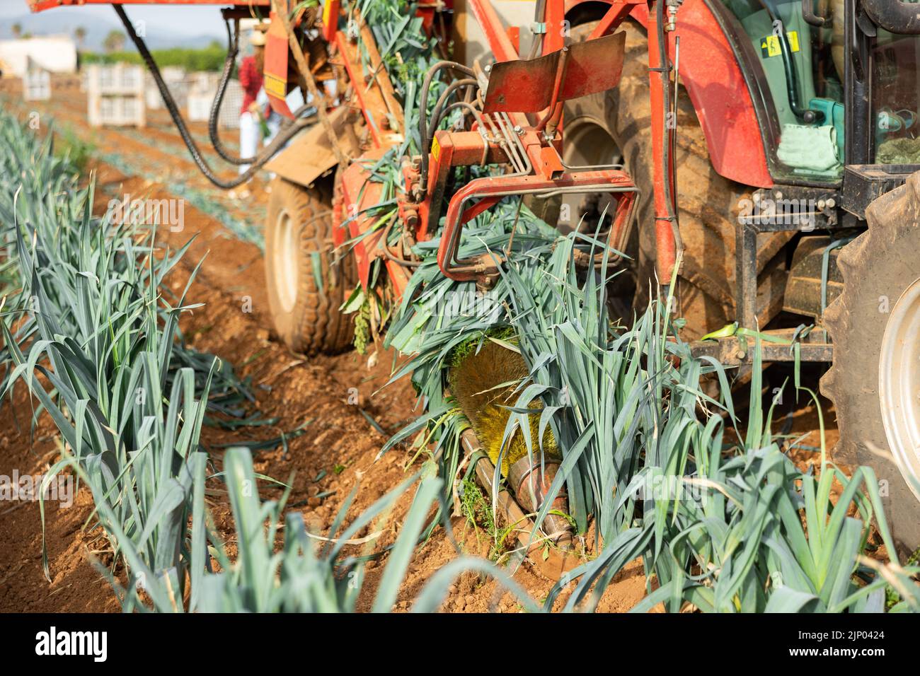 Tractor harvesting organic leeks at vegetable farm Stock Photo - Alamy