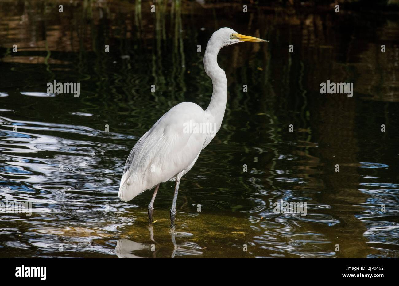 A Great Egret (Ardea alba) stands in water in Sydney, NSW, Australia ...