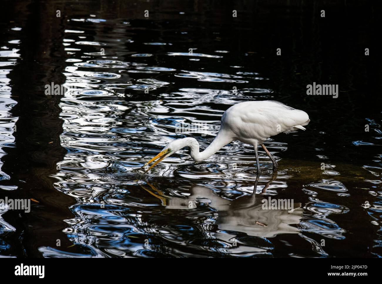 A Great Egret (Ardea alba) stands in water in Sydney, NSW, Australia ...