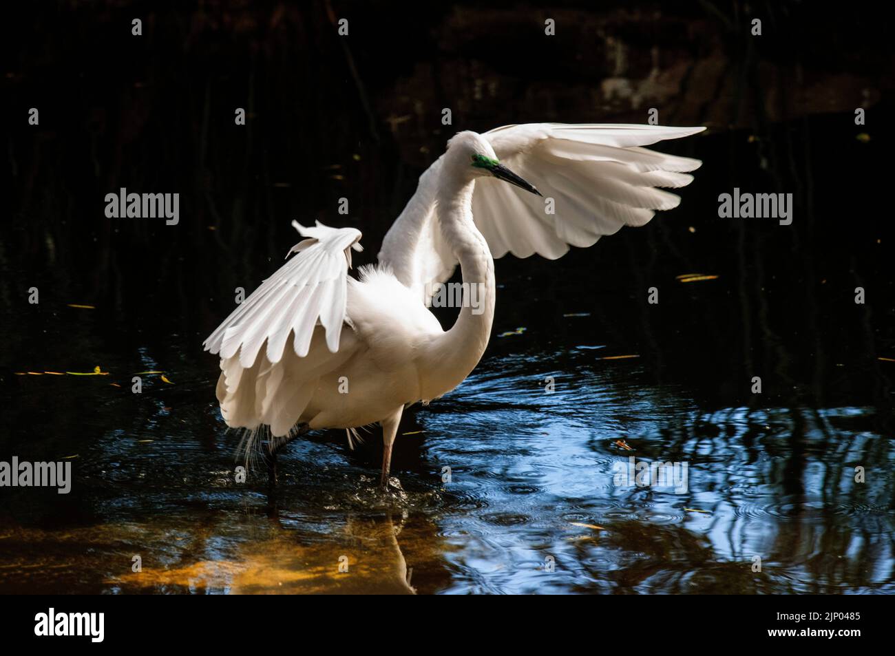A Great Egret (Ardea alba) stands in water in Sydney, NSW, Australia ...
