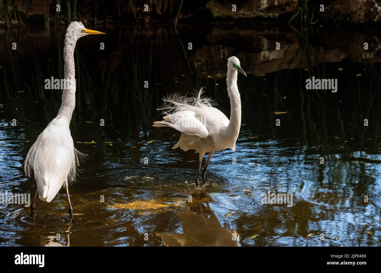 Two Great Egrets (Ardea alba) stands in water in Sydney, NSW, Australia ...