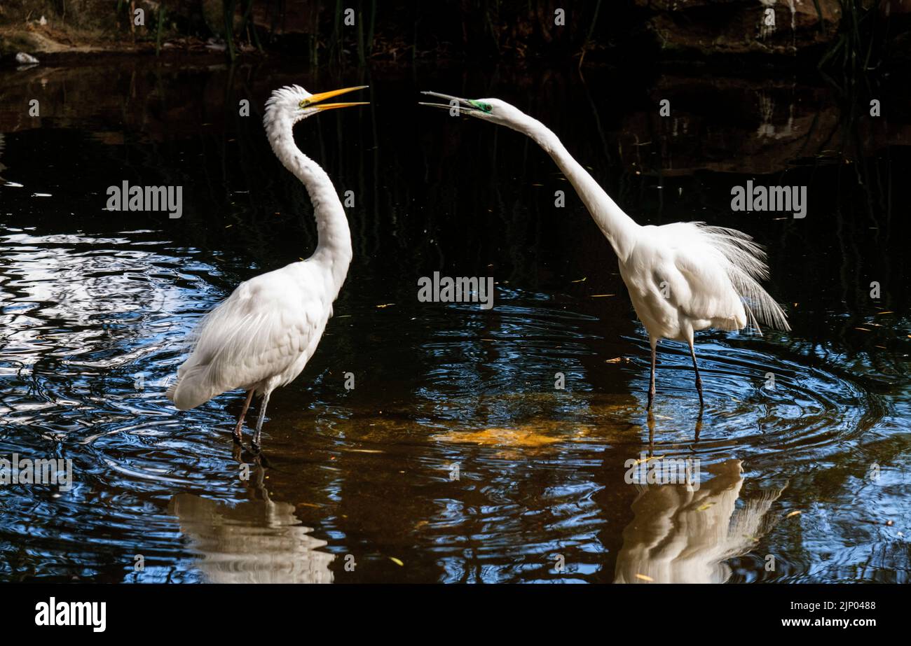Two Great Egrets (Ardea alba) stands in water in Sydney, NSW, Australia ...