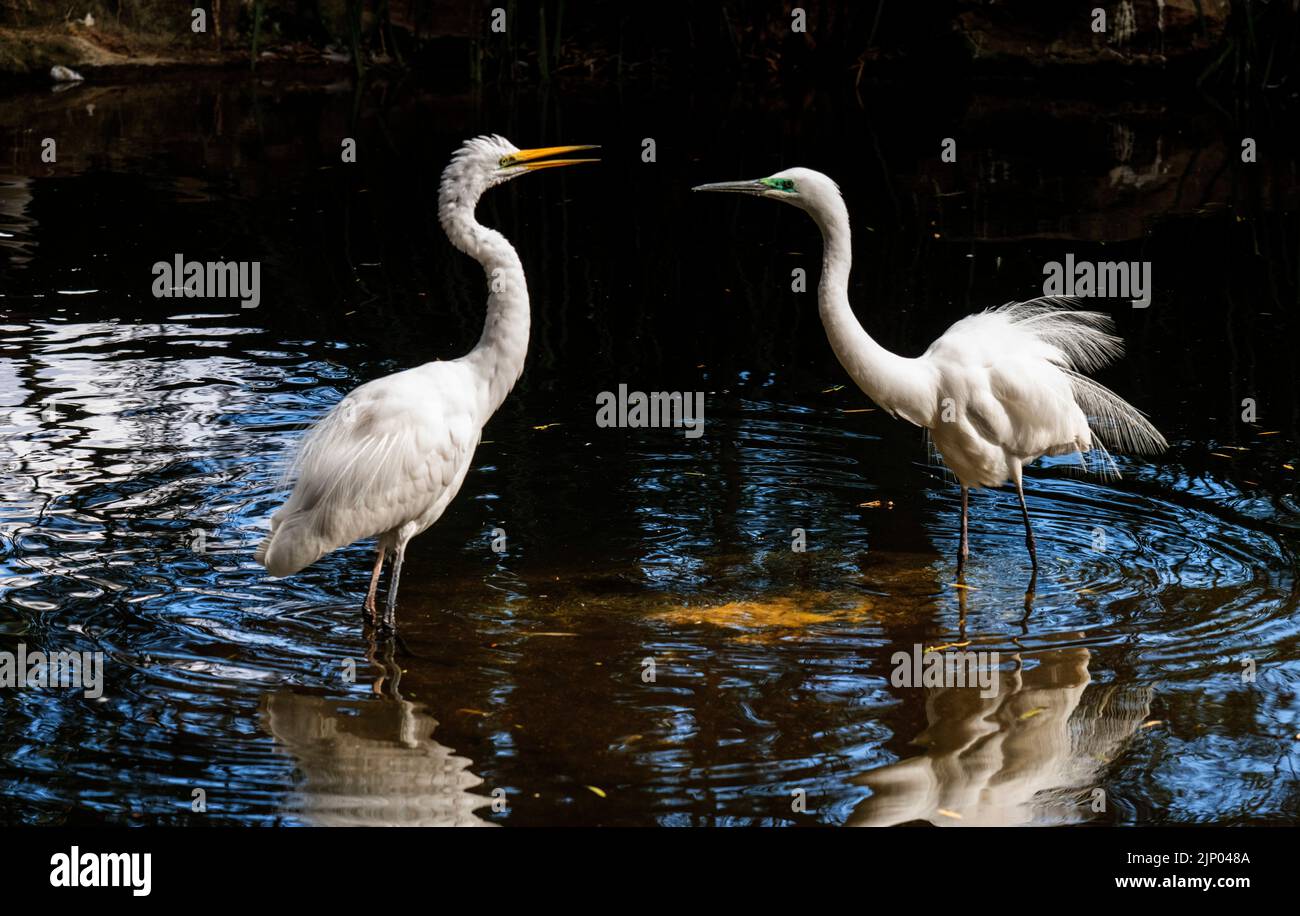 Two Great Egrets (Ardea alba) stands in water in Sydney, NSW, Australia ...