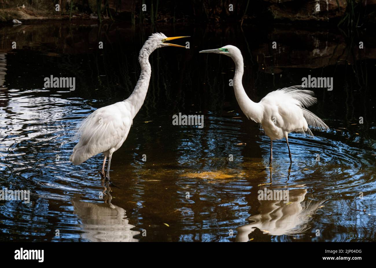 Two Great Egrets (Ardea alba) stands in water in Sydney, NSW, Australia ...