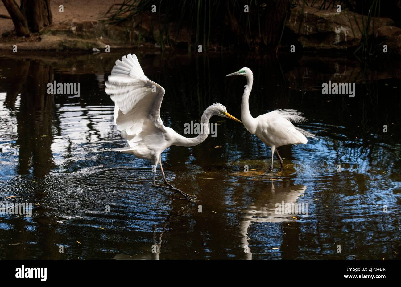 Two Great Egrets (Ardea alba) stands in water in Sydney, NSW, Australia ...