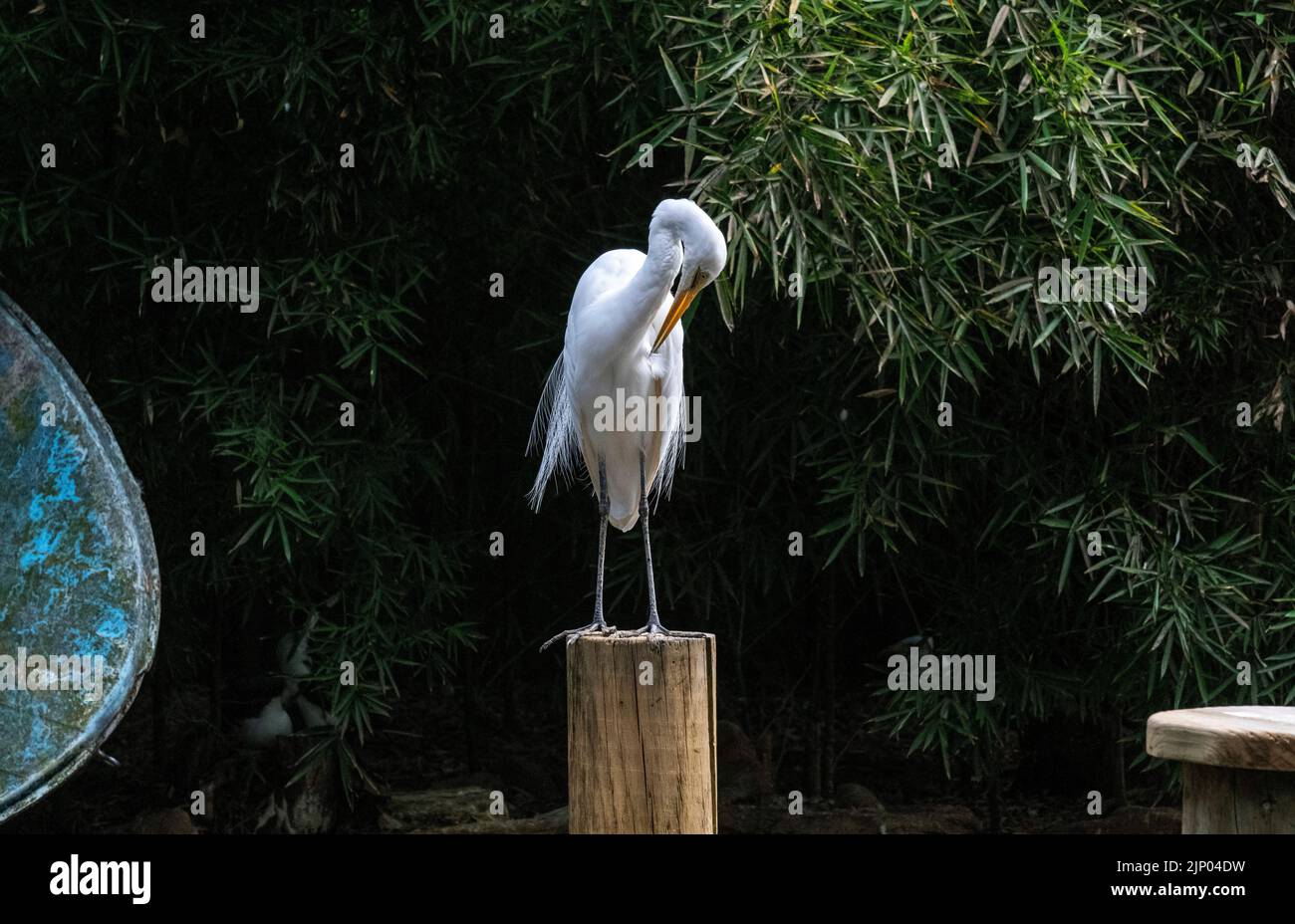 A Great Egret (Ardea alba) perched on a wooden stand in Sydney, NSW ...