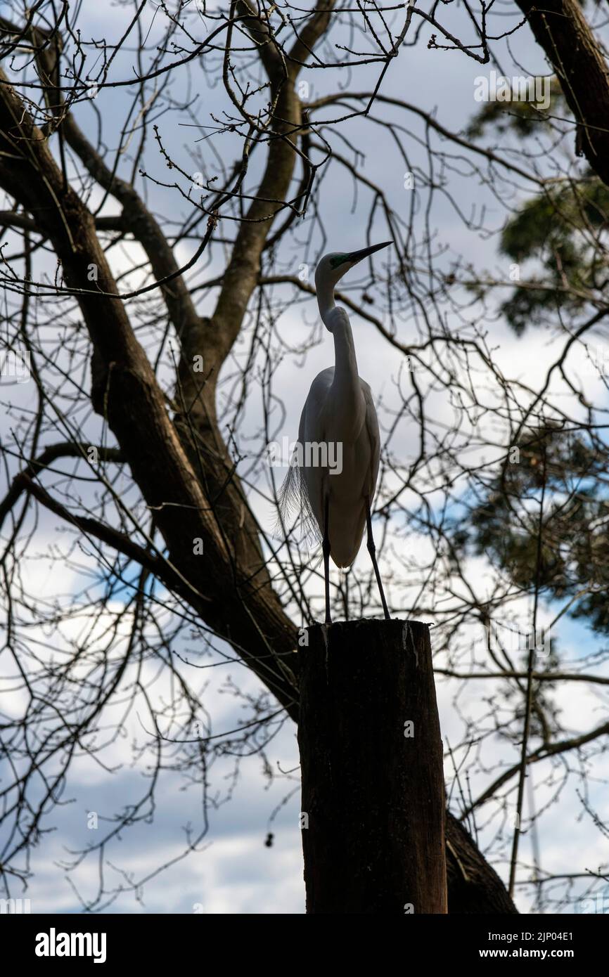 A Great Egret (Ardea alba) perched on a wooden stand in Sydney, NSW ...