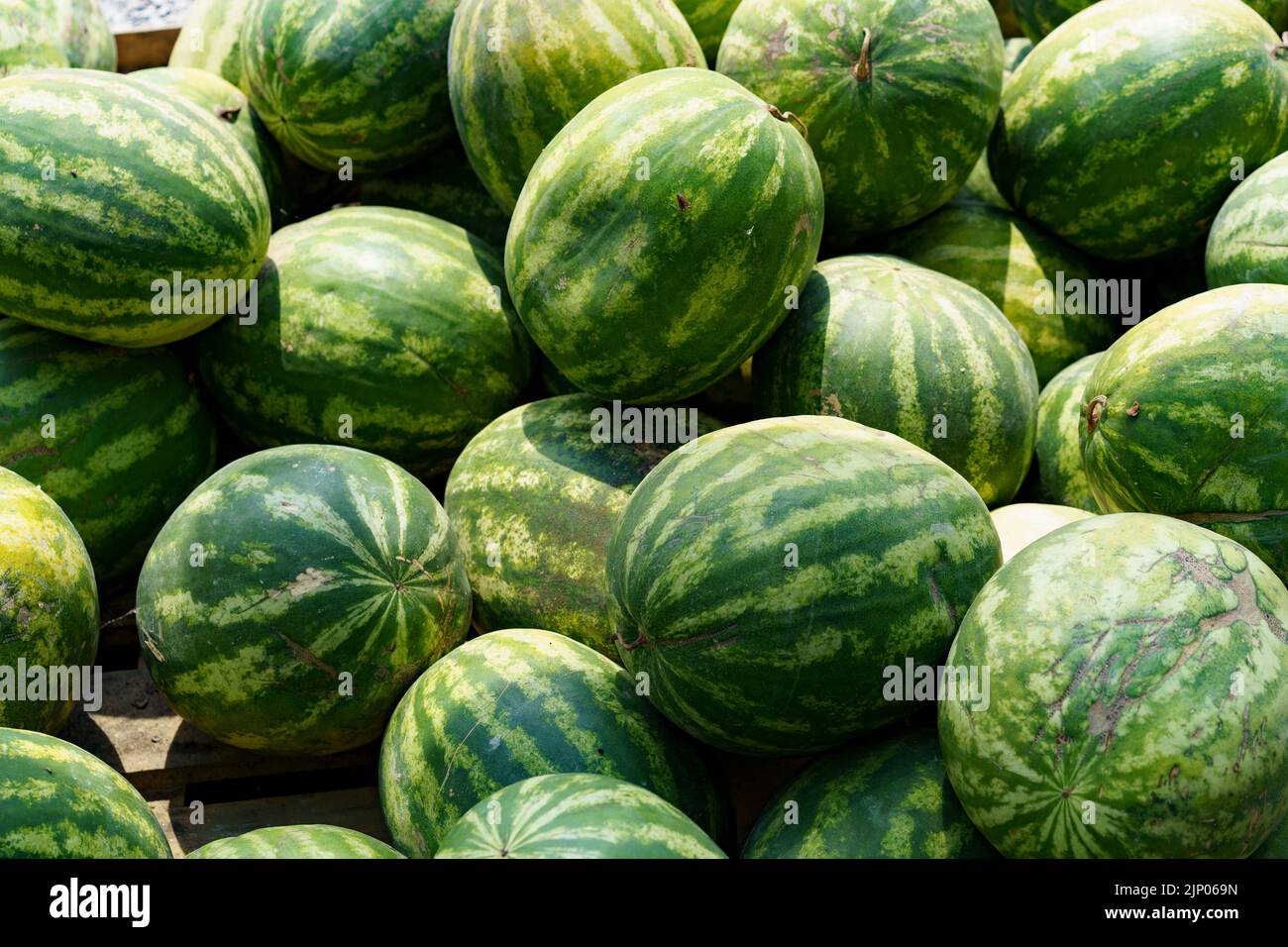 Fruit background. Lots Of Big Sweet Green Organic Ripe Watermelons At ...