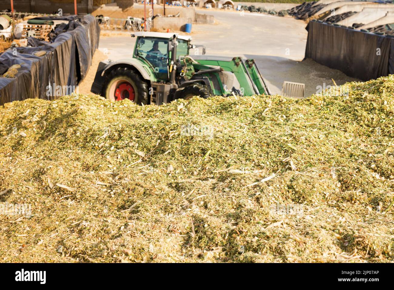 Harvesting of silage Stock Photo - Alamy