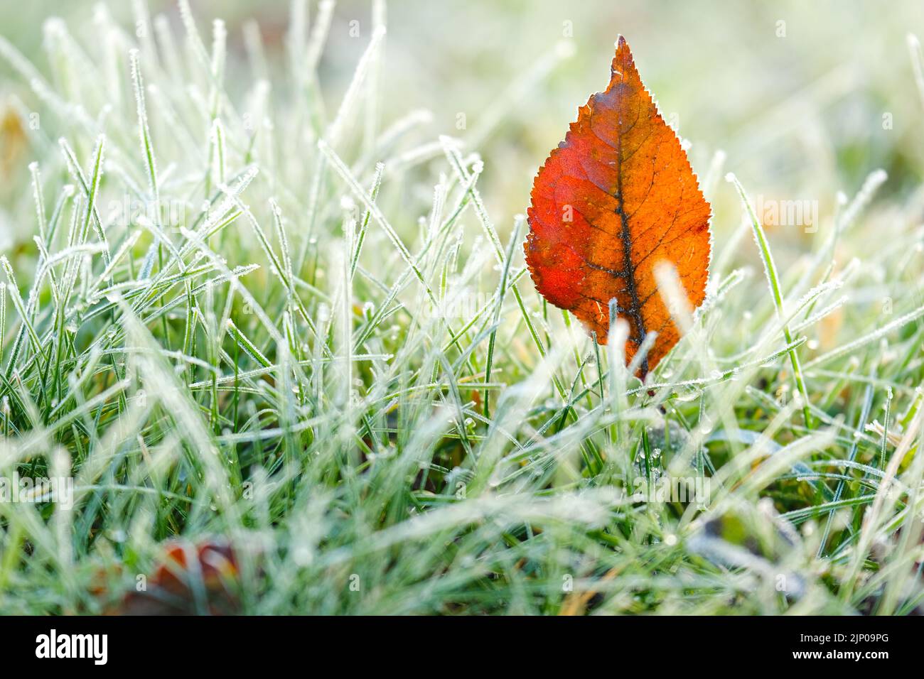 First grass hi-res stock photography and images - Alamy