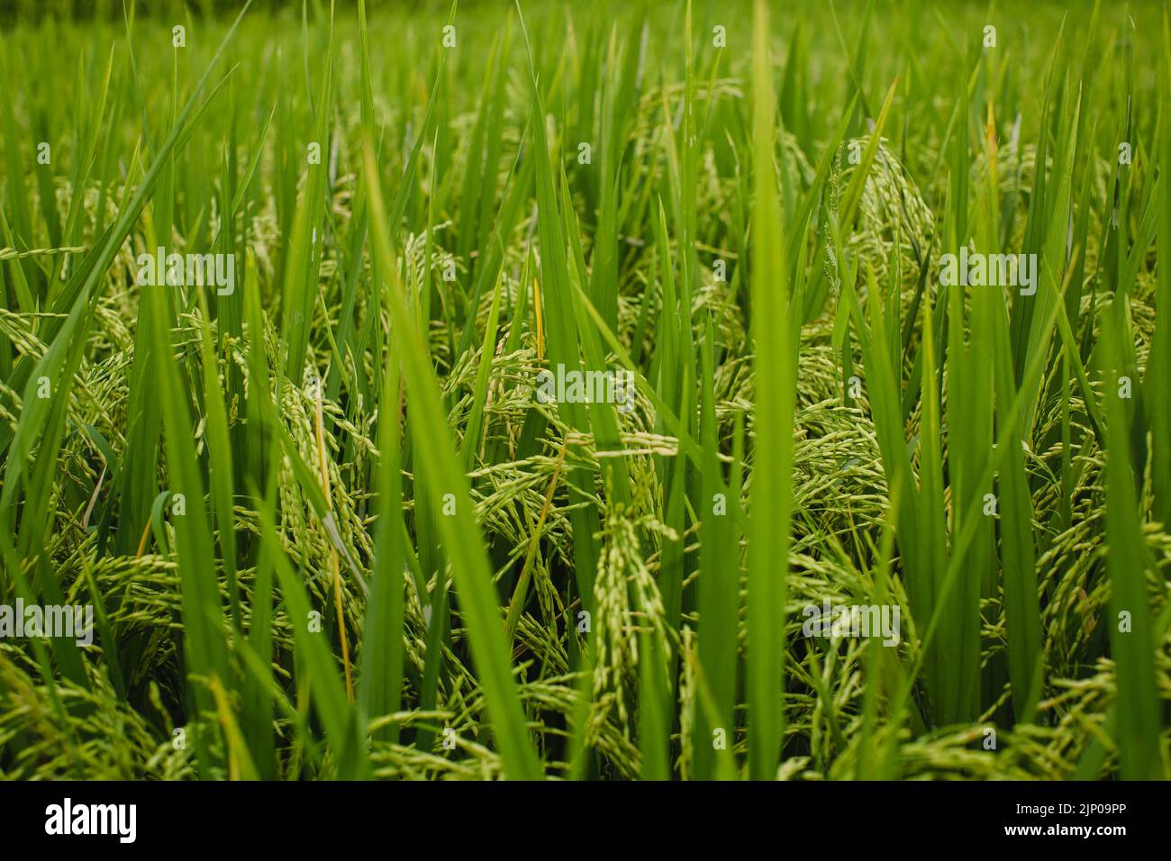 Green rice paddy field in hi-res stock photography and images - Alamy