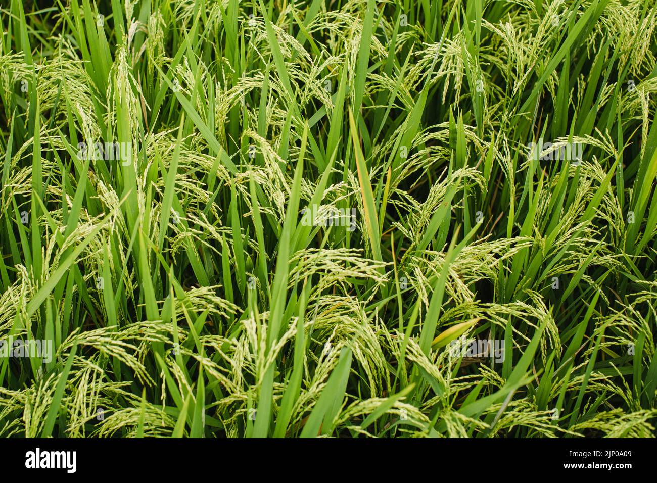 The texture is green rice field closeup Stock Photo - Alamy