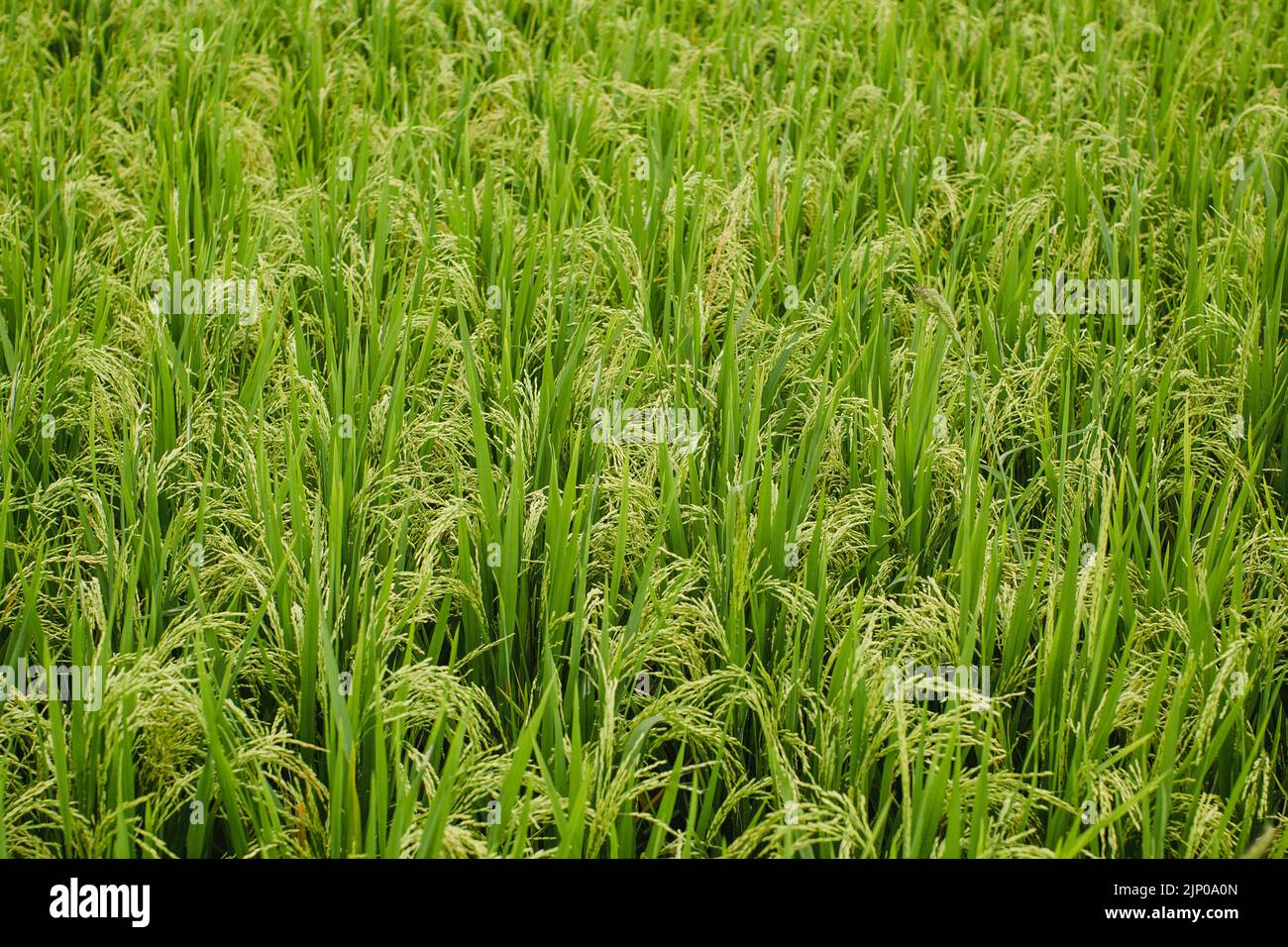 The texture is green rice field Stock Photo - Alamy