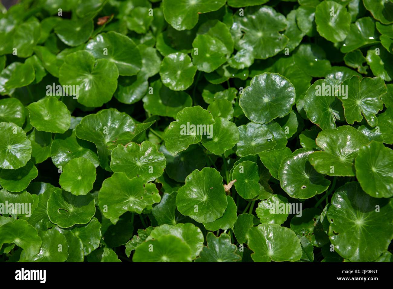 Pennywort leaves hi-res stock photography and images - Alamy