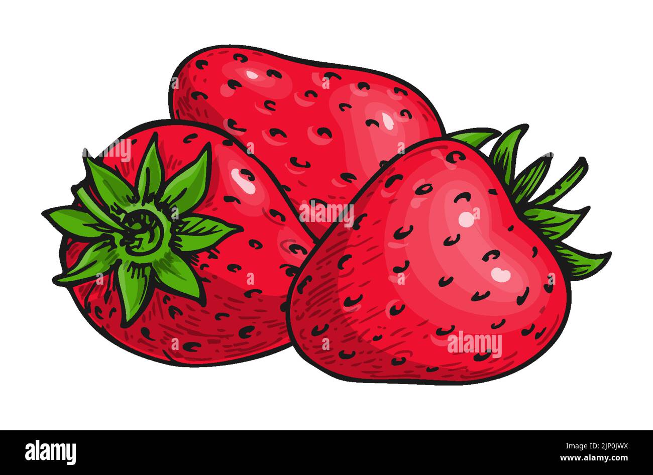 Realistic strawberry group handdrawn illustration. Whole ripe mellow ...