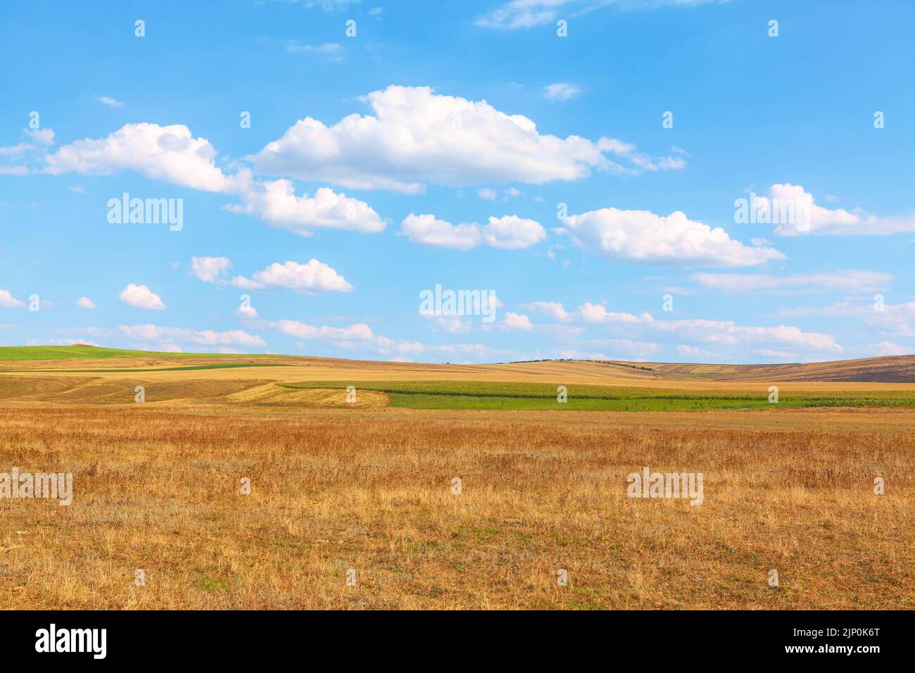 Rustic field in the summer . Summertime agricultural scenery Stock ...